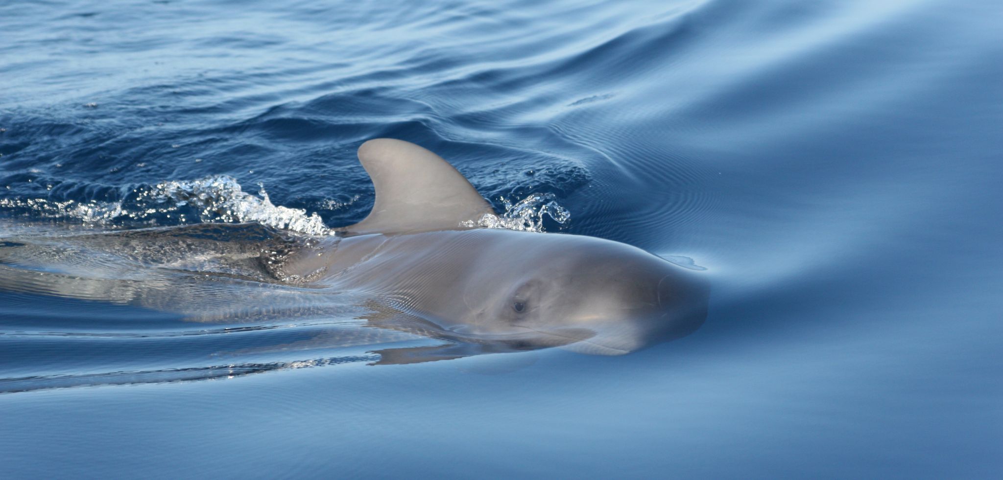 Calderón tropical o de aleta corta - Asociación ToninaAsociación Tonina ...