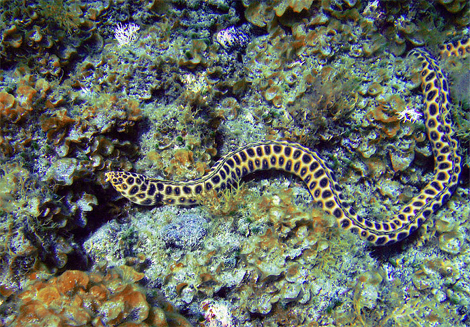 morena - Asociación ToninaAsociación Tonina | Investigación y ...