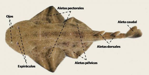 SQUATINA - Asociación ToninaAsociación Tonina | Investigación y ...