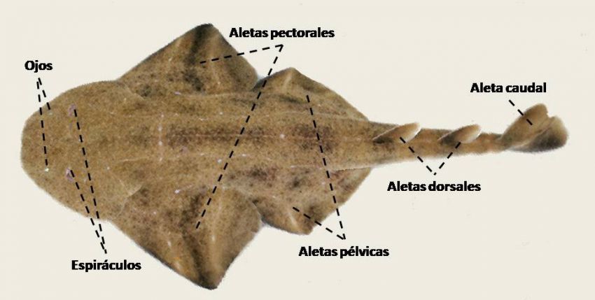 SQUATINA - Asociación ToninaAsociación Tonina | Investigación y ...