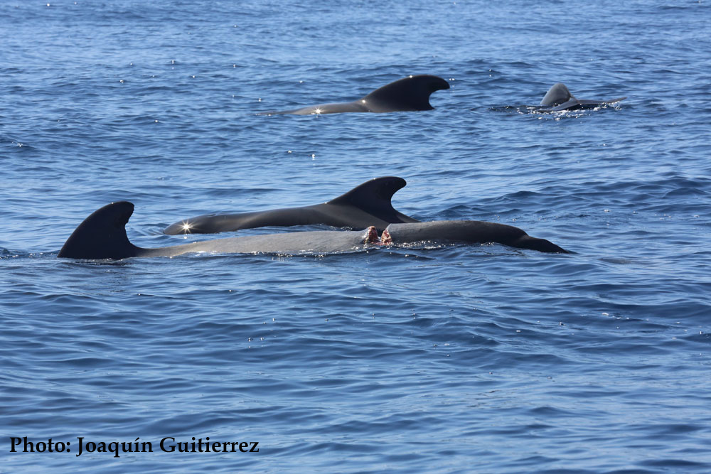 Calderones, un recurso natural de interés turístico en Tenerife… ¿en ...