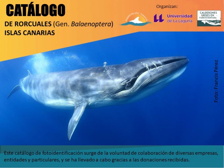Rorcuales (Gen. Balaenoptera) - Asociación ToninaAsociación Tonina ...