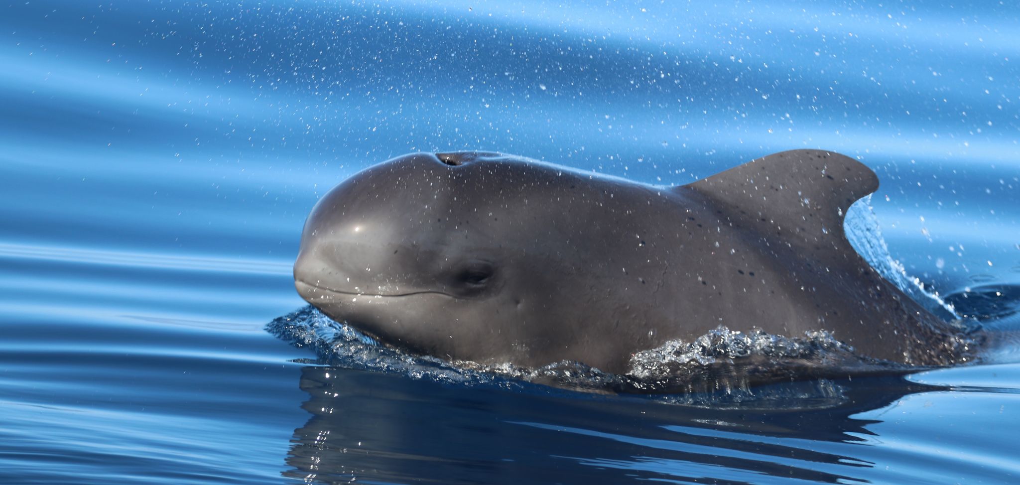 Calderón tropical o de aleta corta - Asociación ToninaAsociación Tonina ...